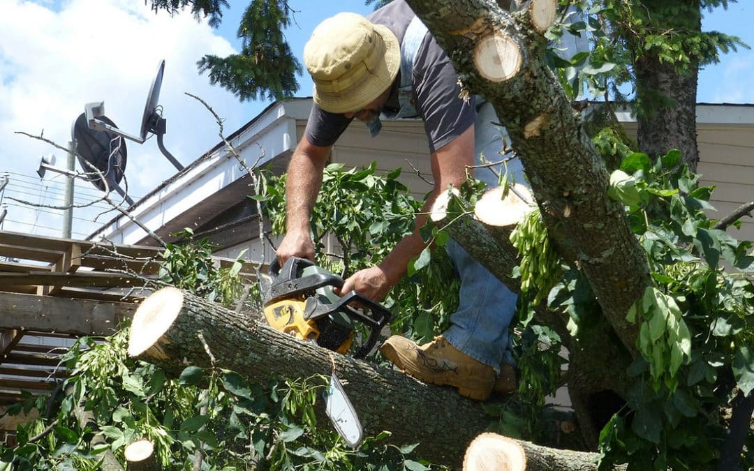 Improper Pruning Practices in Arlington | ProArbor